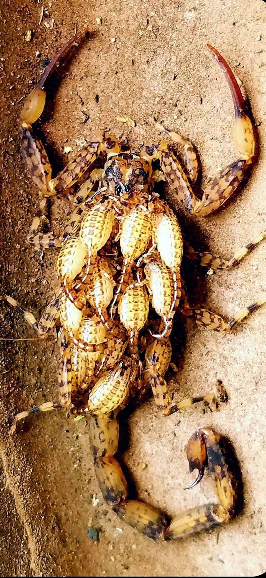 Photo of the Day: Hitching a Ride | News, Sports, Jobs - Maui News